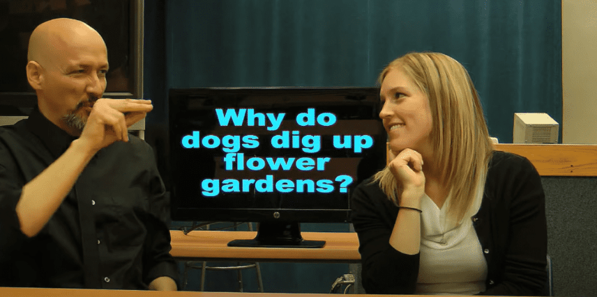 Speak Without Words: 10 Free Online ASL Classes You Must Try - The ...